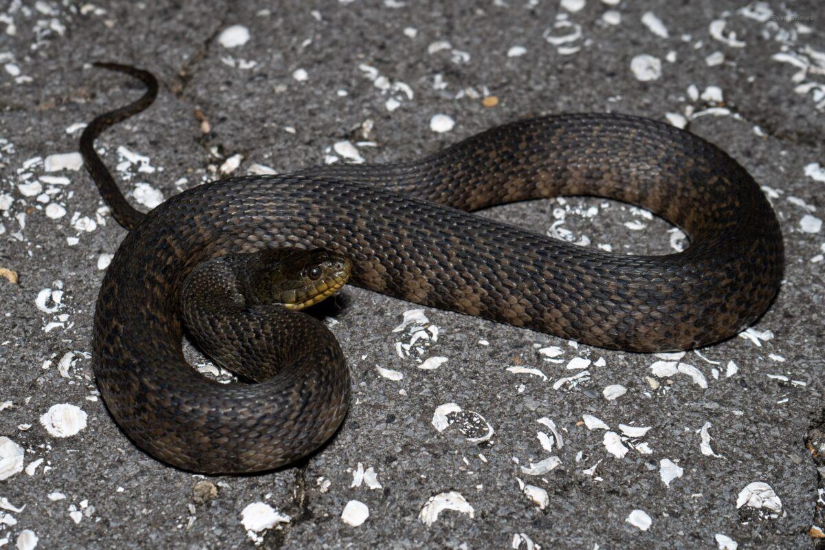 Green Water Snake Facts, Description, Diet, and Pictures