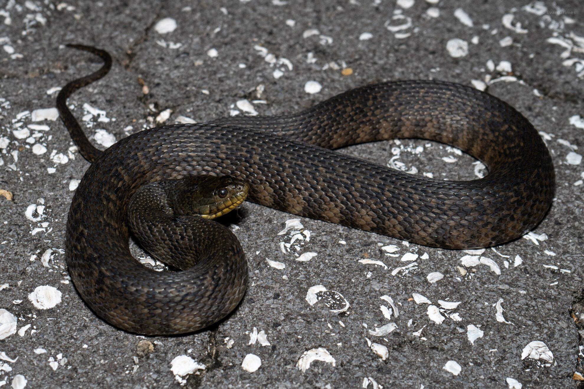 Green Water Snake Facts, Description, Diet, and Pictures
