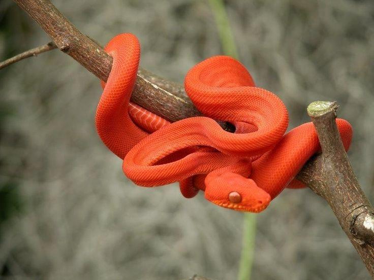 Amazon Tree Boa Facts, Description, Diet, and Pictures