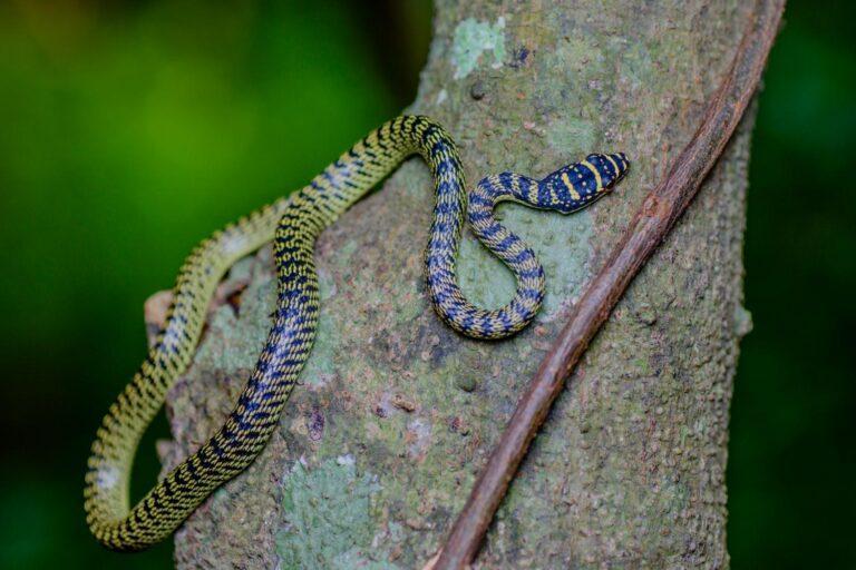 Golden Tree Snake Facts, Description, Diet, and Pictures