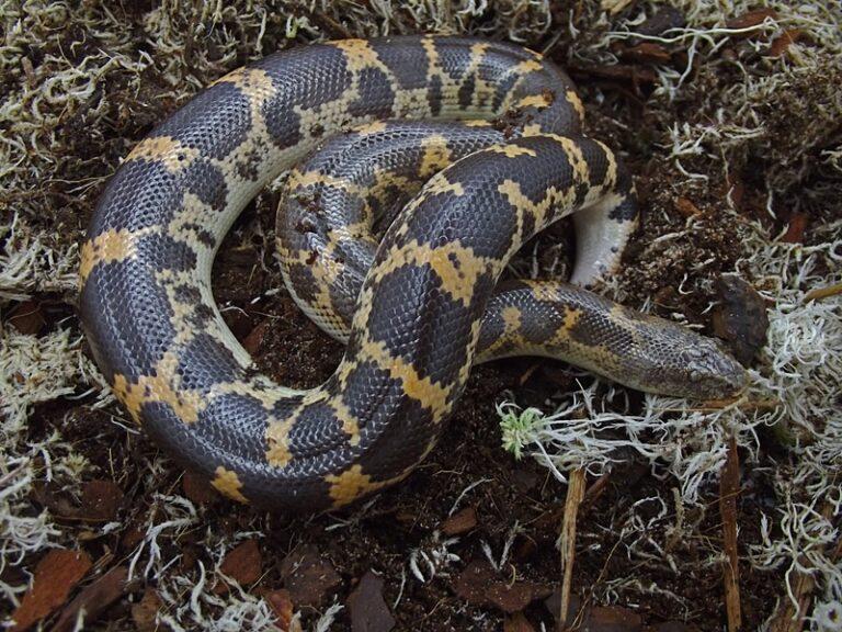 Arabian Sand Boa Facts, Description, Diet, and Pictures