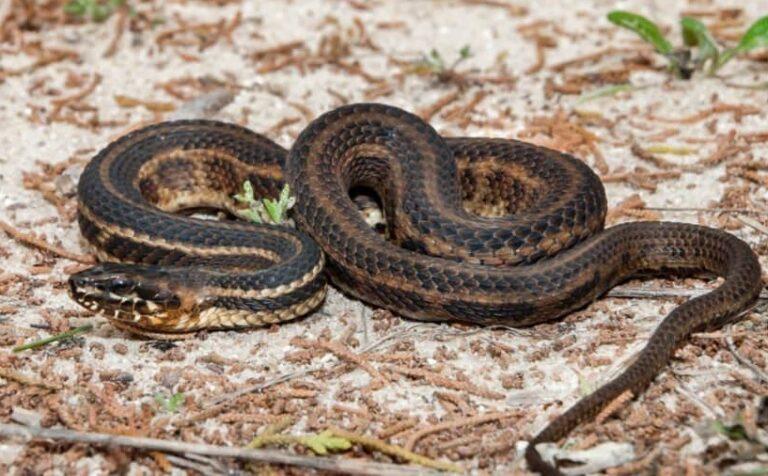 Banded Water Snake Facts, Description, Diet, and Pictures