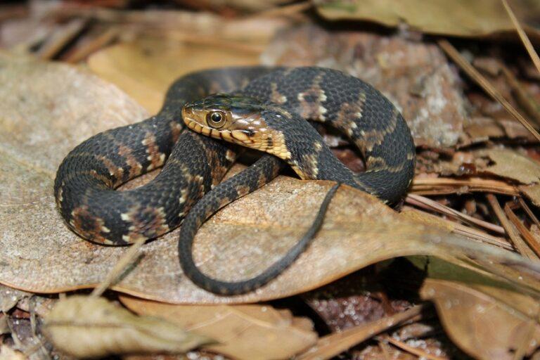Banded Water Snake Facts, Description, Diet, and Pictures