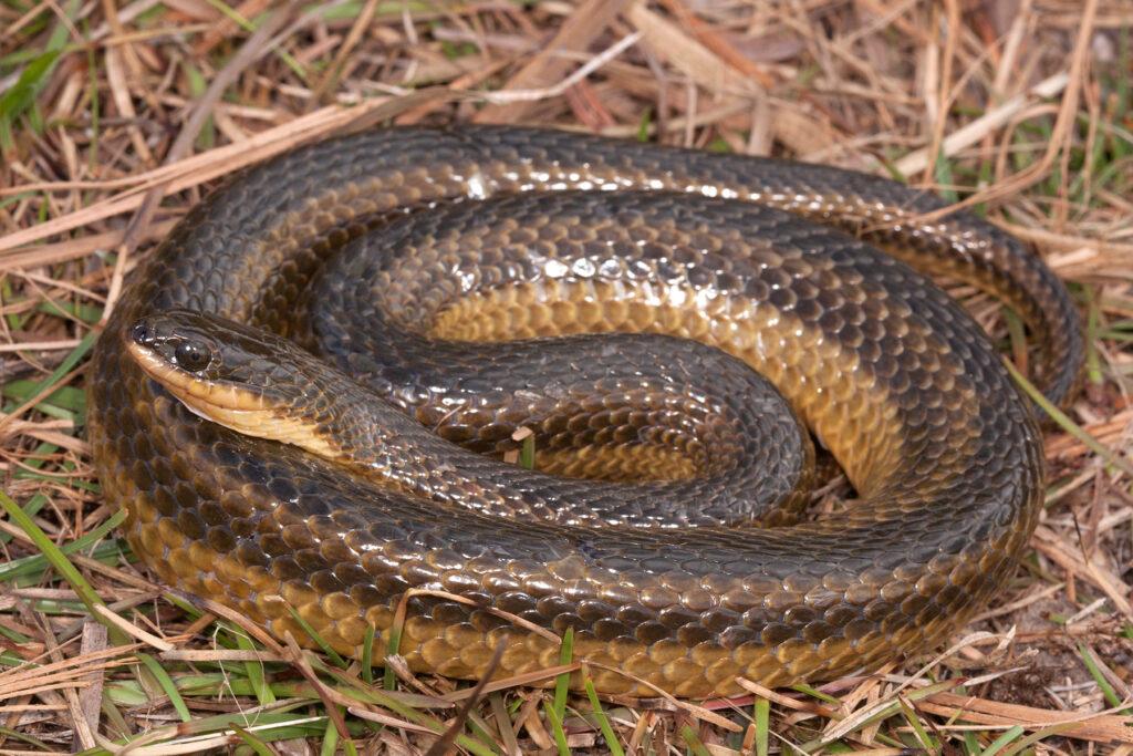 Crayfish Snake Facts, Description, Diet, and Pictures