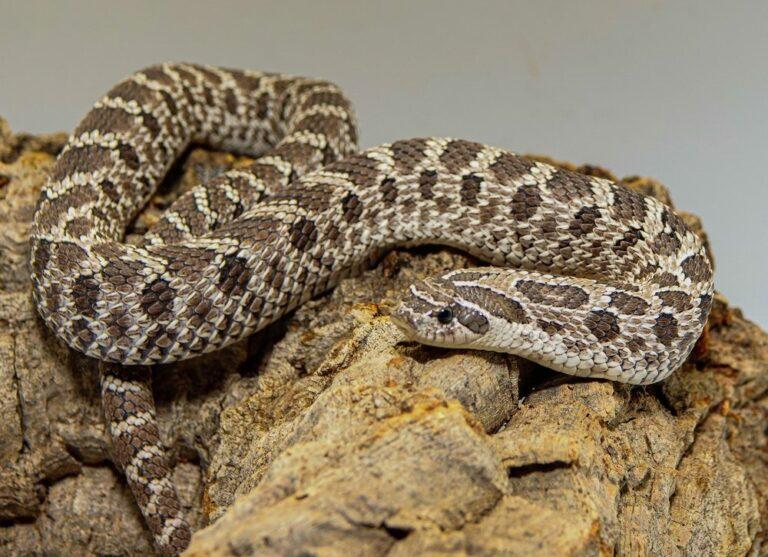 Western Hognose Snake Facts, Description, and Pictures