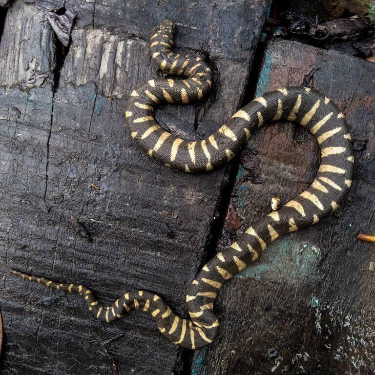 Marine File Snake Facts, Description, Diet, and Pictures