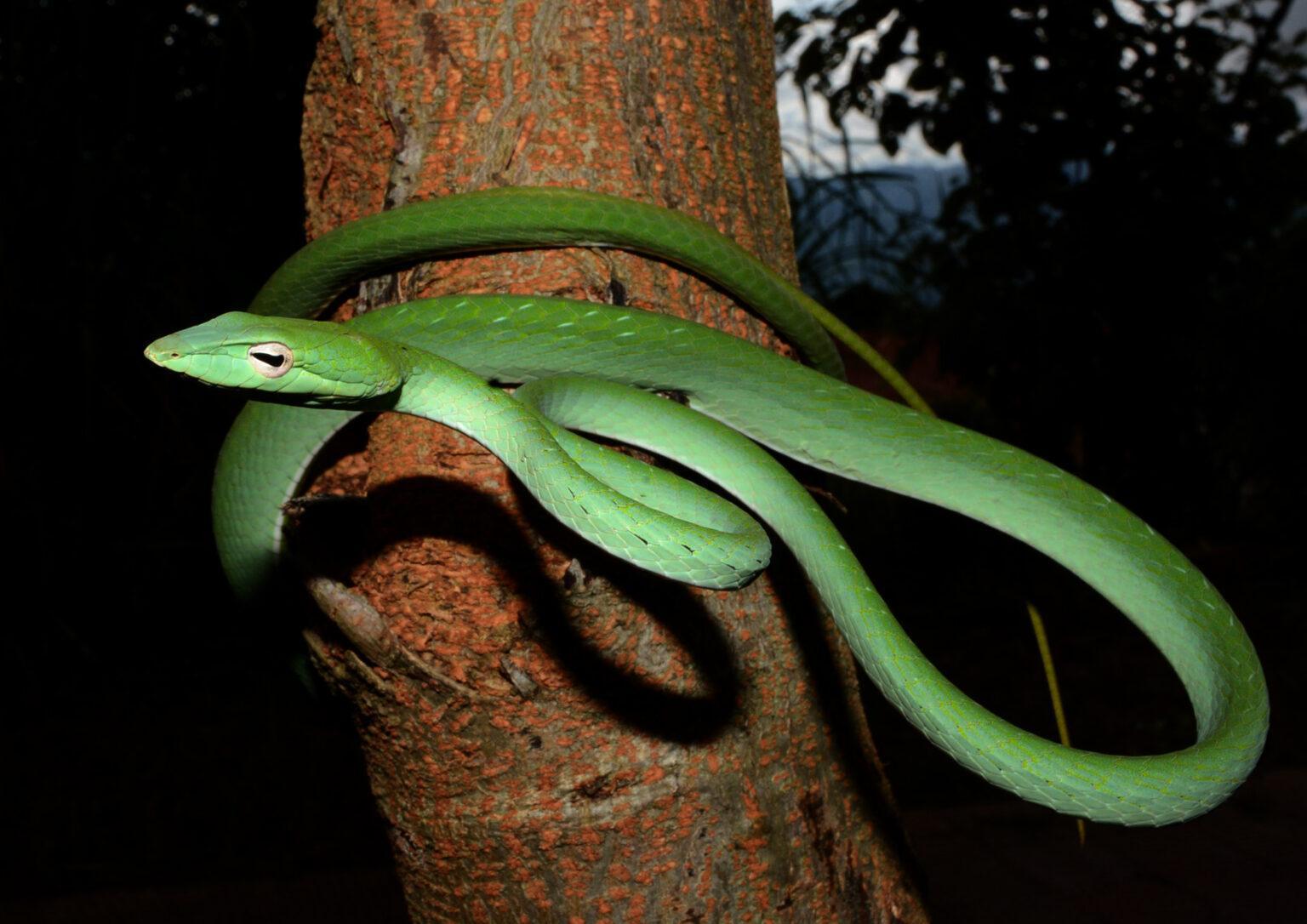 Asian Vine Snake Facts, Description, Diet, and Pictures