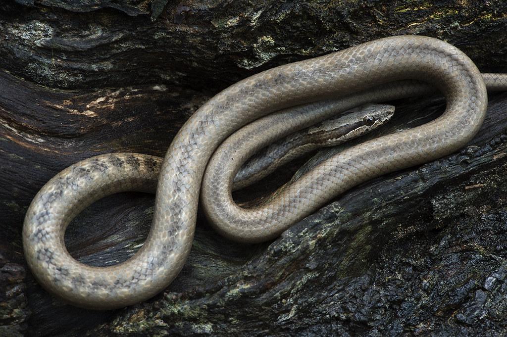 Antiguan Racer Facts, Description, Diet, and Pictures