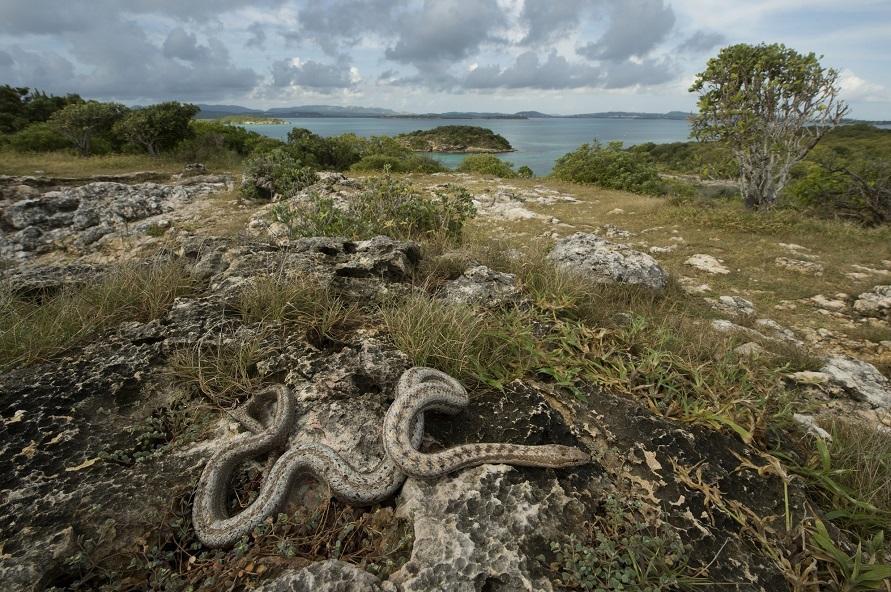 Antiguan Racer Facts, Description, Diet, and Pictures