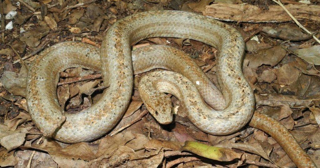 Antiguan Racer Facts, Description, Diet, and Pictures