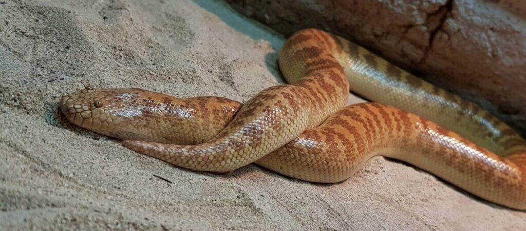 Arabian Sand Boa Facts, Description, Diet, and Pictures