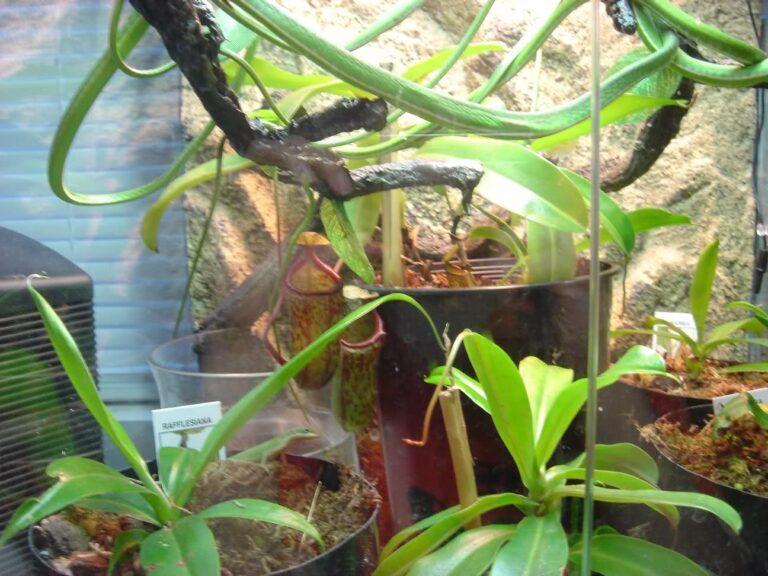 Asian Vine Snake Facts, Description, Diet, and Pictures