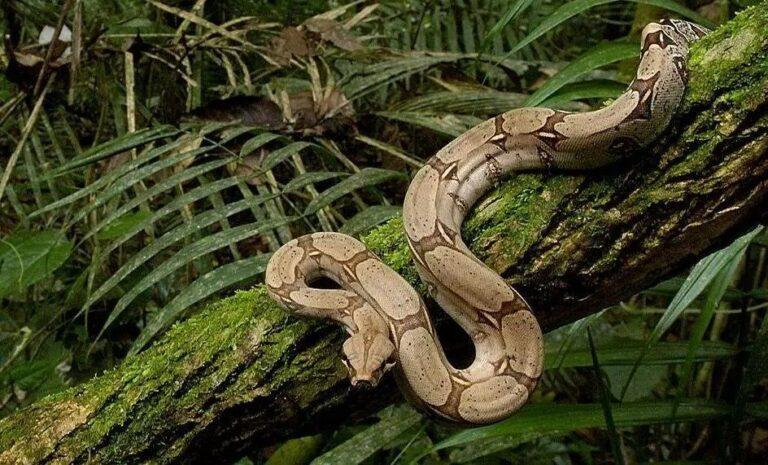Boa Constrictor Facts, Description, Lifespan, Habitat, & Pictures