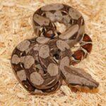 Boa Constrictor Facts, Description, Lifespan, Habitat, & Pictures