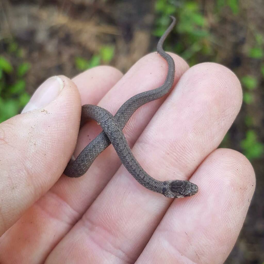 DeKay s Brown Snake Facts Description Diet And Pictures
