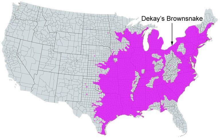 DeKay's Brown Snake Facts, Description, Diet, and Pictures