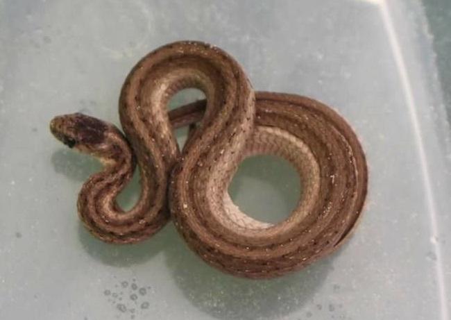 DeKay's Brown Snake Facts, Description, Diet, and Pictures