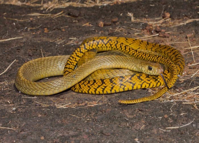 Oriental Rat Snake Facts, Description, Diet, and Pictures