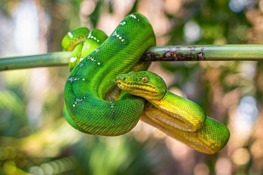 Emerald Tree Boa Facts, Behavior, Diet, and Images