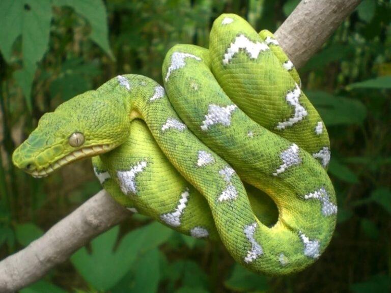 Emerald Tree Boa Facts, Behavior, Diet, and Images