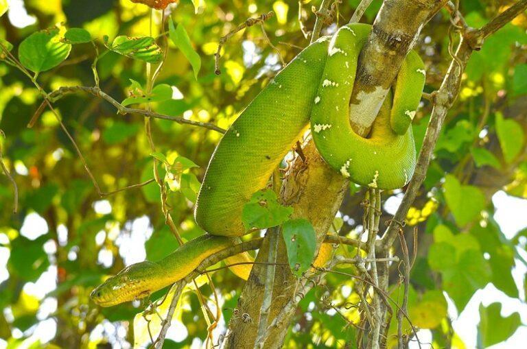 Emerald Tree Boa Facts, Behavior, Diet, and Images