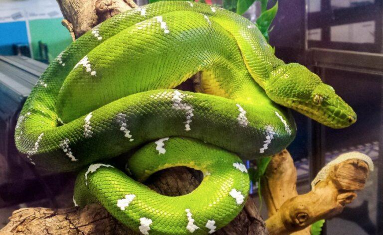 Emerald Tree Boa Facts, Behavior, Diet, and Images