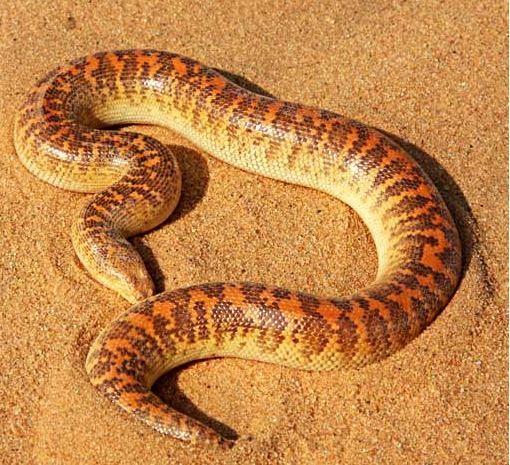 Arabian Sand Boa Facts, Description, Diet, and Pictures