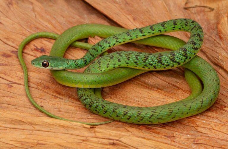 Spotted Bush Snake Facts, Description, Diet, and Pictures