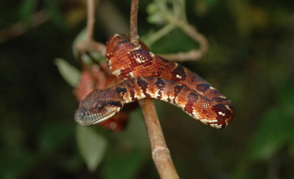 Madagascar Tree Boa Facts, Description, Diet, and Pictures