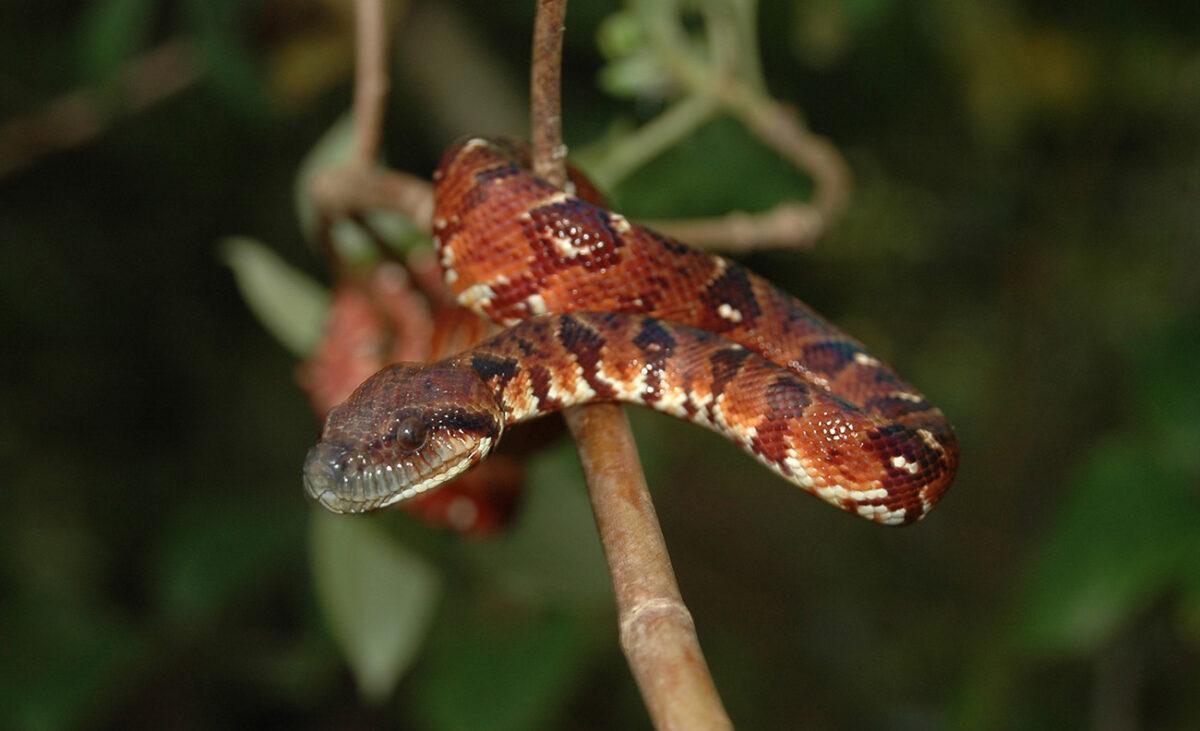 Madagascar Tree Boa Facts, Description, Diet, and Pictures