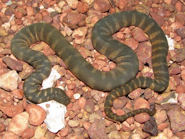 Marine File Snake Facts, Description, Diet, and Pictures