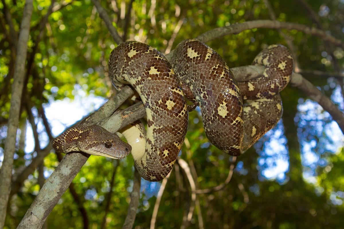 Madagascar Tree Boa Facts, Description, Diet, and Pictures