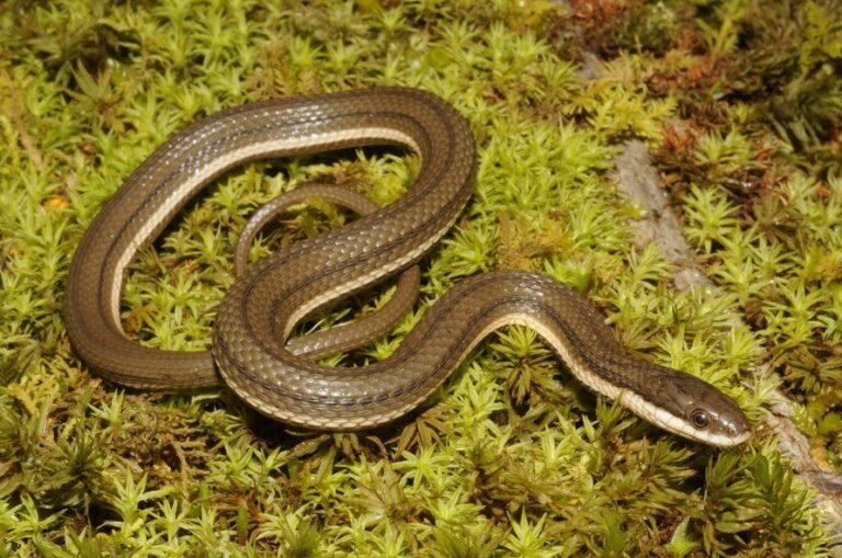 Queen Snake Facts, Description, Diet, and Pictures