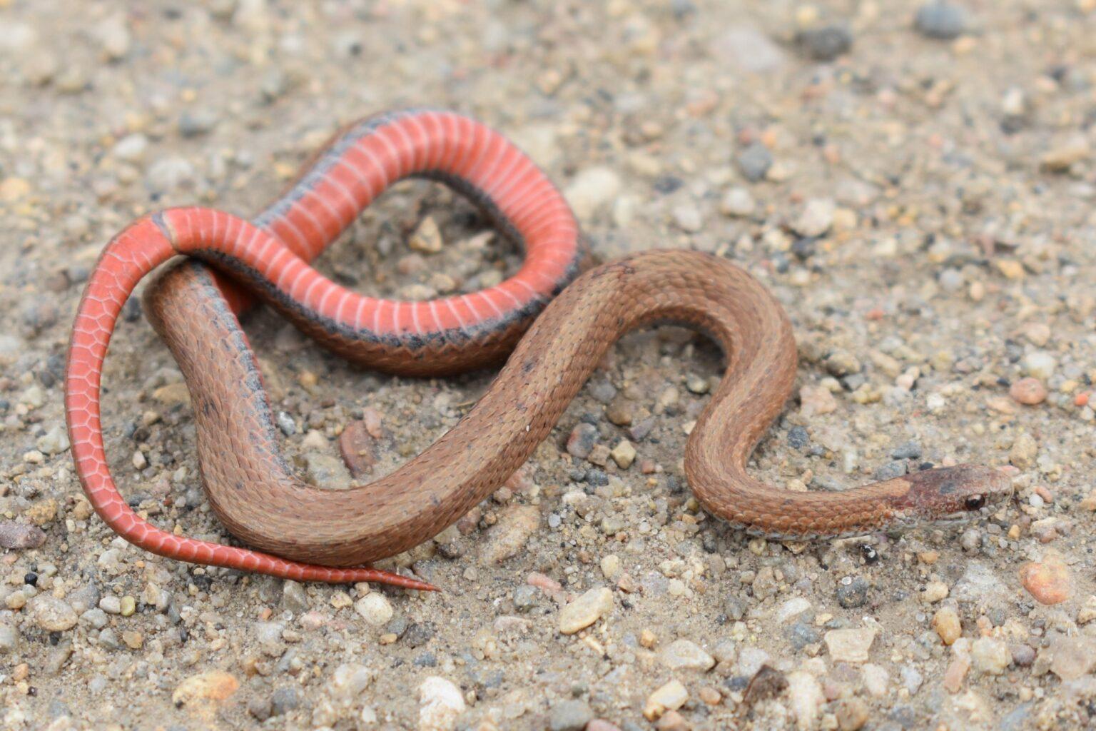 Redbelly Snake Facts, Description, Diet, and Pictures