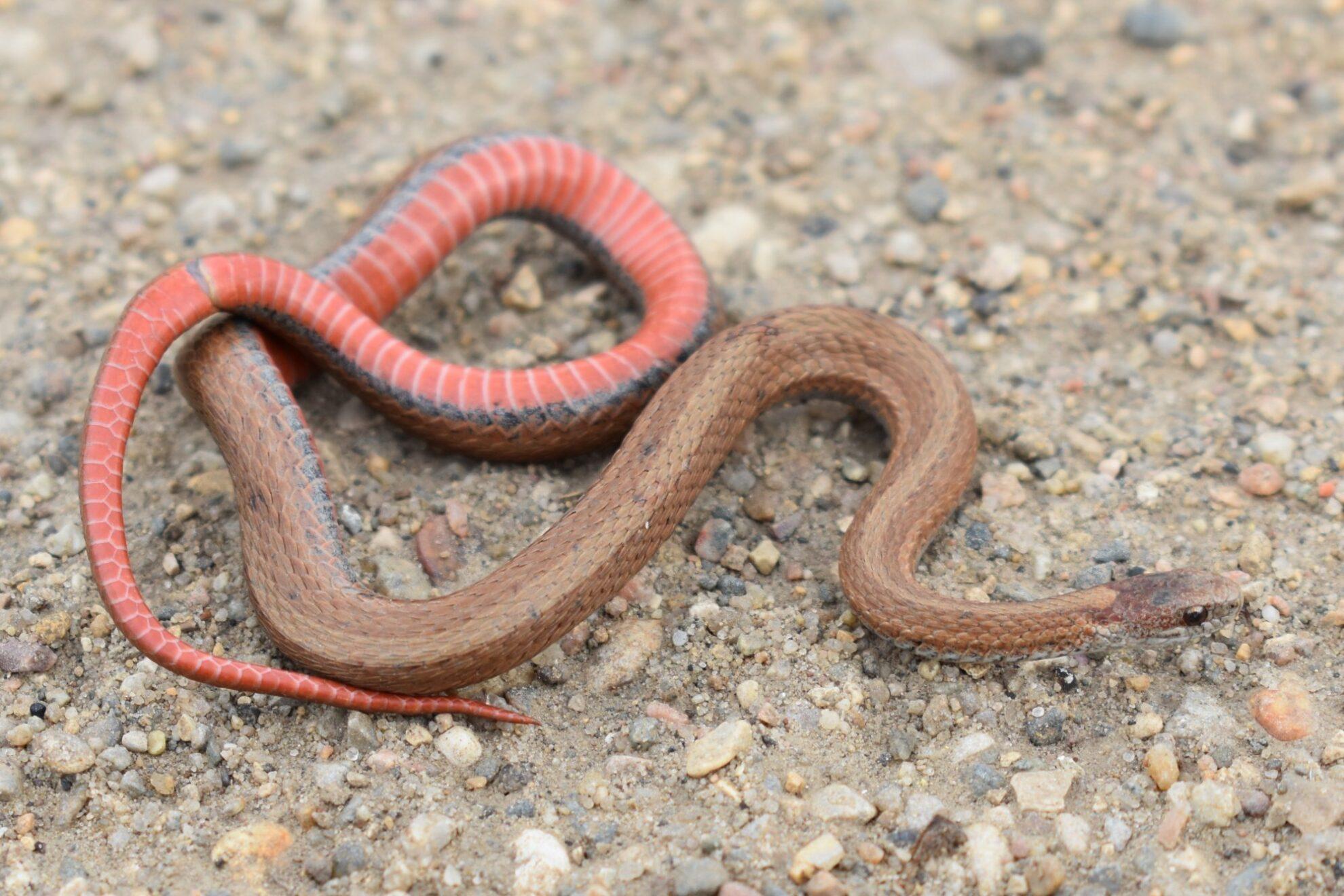 Redbelly Snake Facts, Description, Diet, and Pictures