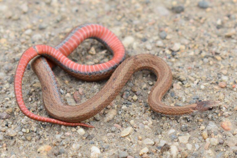 Redbelly Snake Facts, Description, Diet, and Pictures