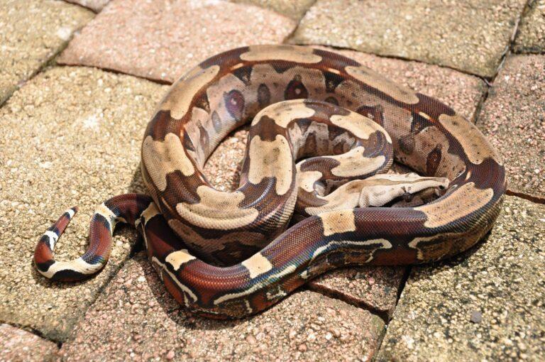Boa Constrictor Facts, Description, Lifespan, Habitat, & Pictures