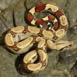 Boa Constrictor Facts, Description, Lifespan, Habitat, & Pictures