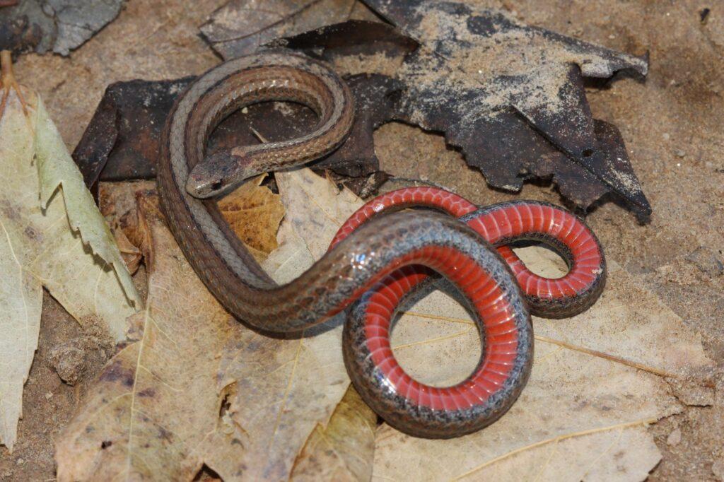 Redbelly Snake Facts, Description, Diet, and Pictures