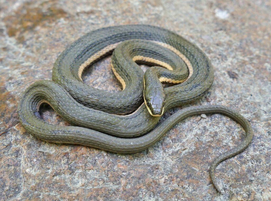 Queen Snake Facts, Description, Diet, and Pictures