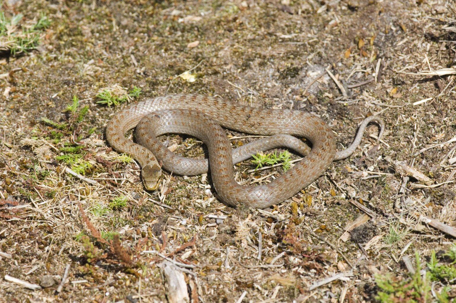 Smooth Snake (Coronella austriaca) ~ The Snake Guide