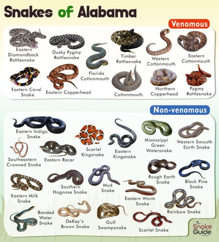 List of Common Venomous and Non-venomous Snakes in Alabama with Pictures