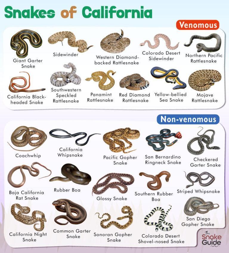 List of Common Venomous and Non-venomous Snakes in California with Pictures