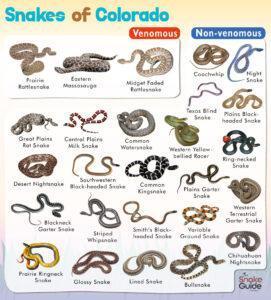 List of Common Venomous and Non-venomous Snakes in Colorado with Pictures