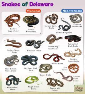 List of Common Venomous and Non-venomous Snakes in Florida with Pictures