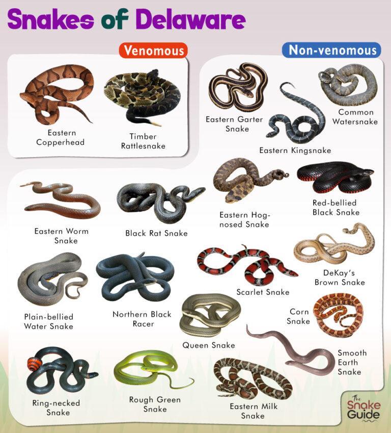 List of Common Venomous and Non-venomous Snakes in Florida with Pictures