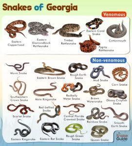 List of Common Venomous and Non-venomous Snakes in Georgia with Pictures