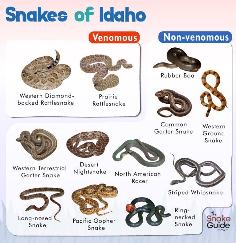 List of Common Venomous and Non-venomous Snakes in Idaho with Pictures