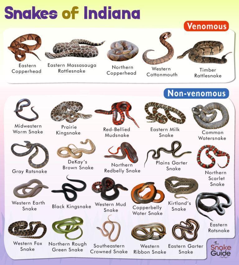 List of Common Venomous and Non-venomous Snakes in Indiana with Pictures