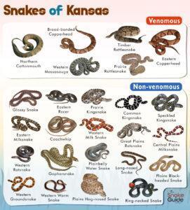 List of Common Venomous and Non-venomous Snakes in Kansas with Pictures